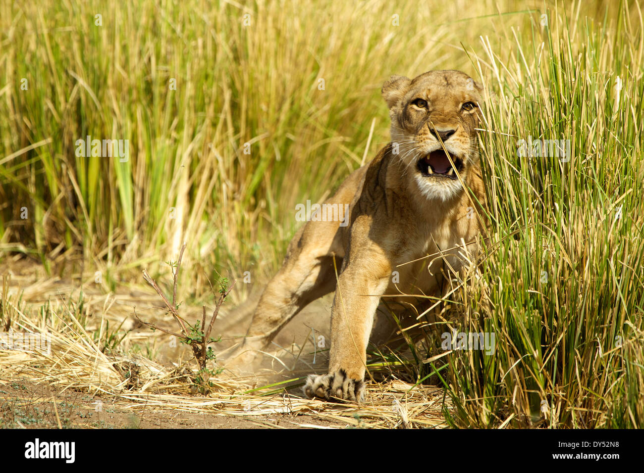 Lion charging hi-res stock photography and images - Alamy
