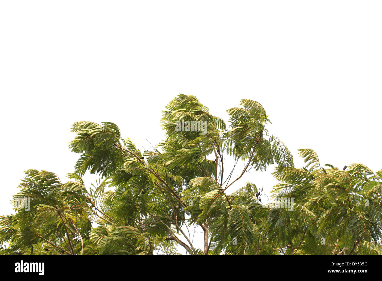 Branches of tree on white background Stock Photo - Alamy