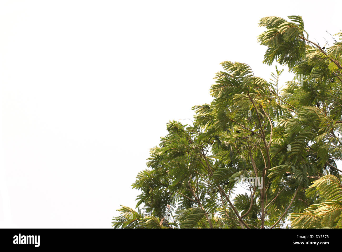 Branches of tree on white background Stock Photo - Alamy
