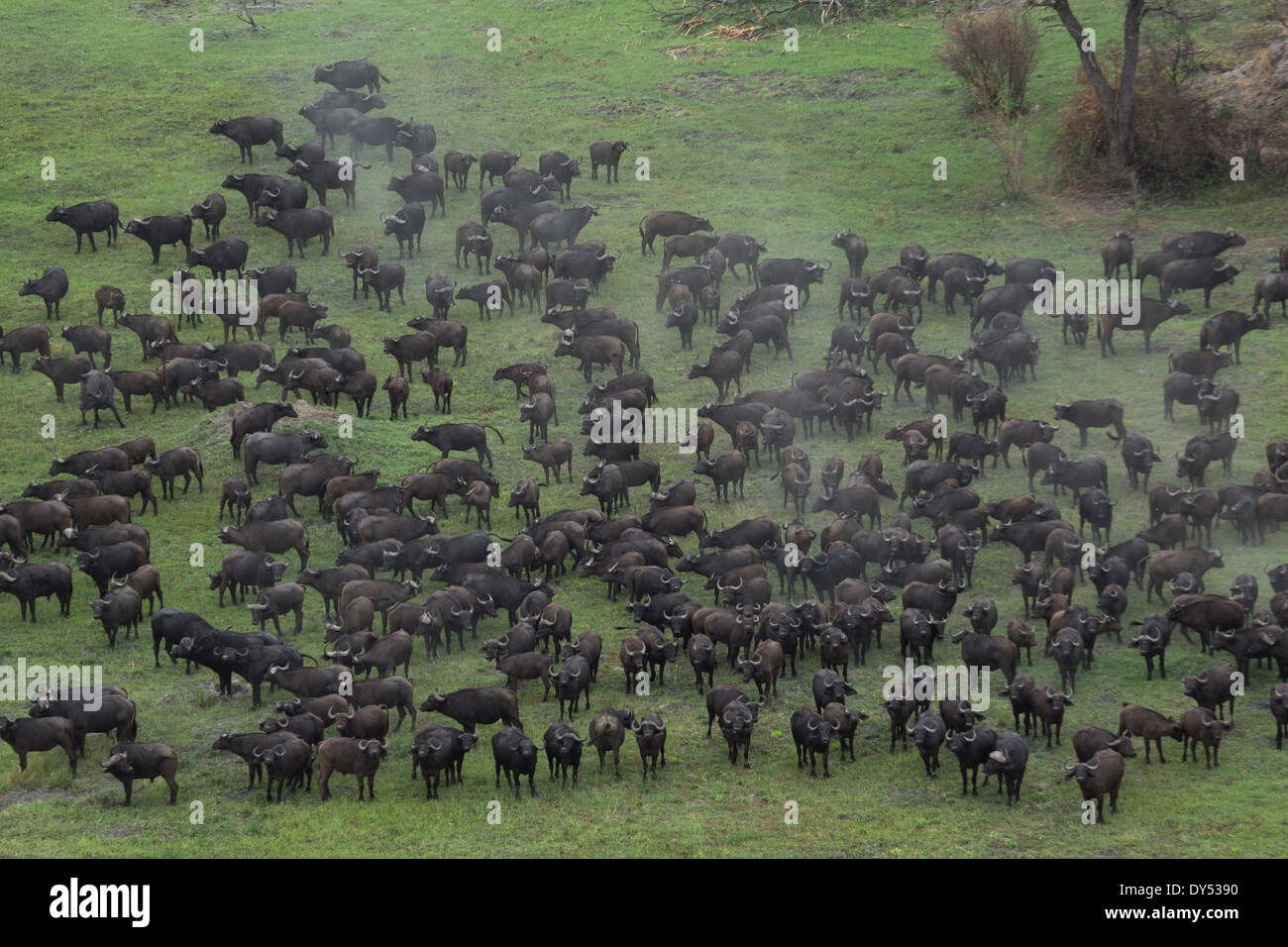 Aerial view of a herd of buffalo, Okavango Delta, Chobe National Park ...