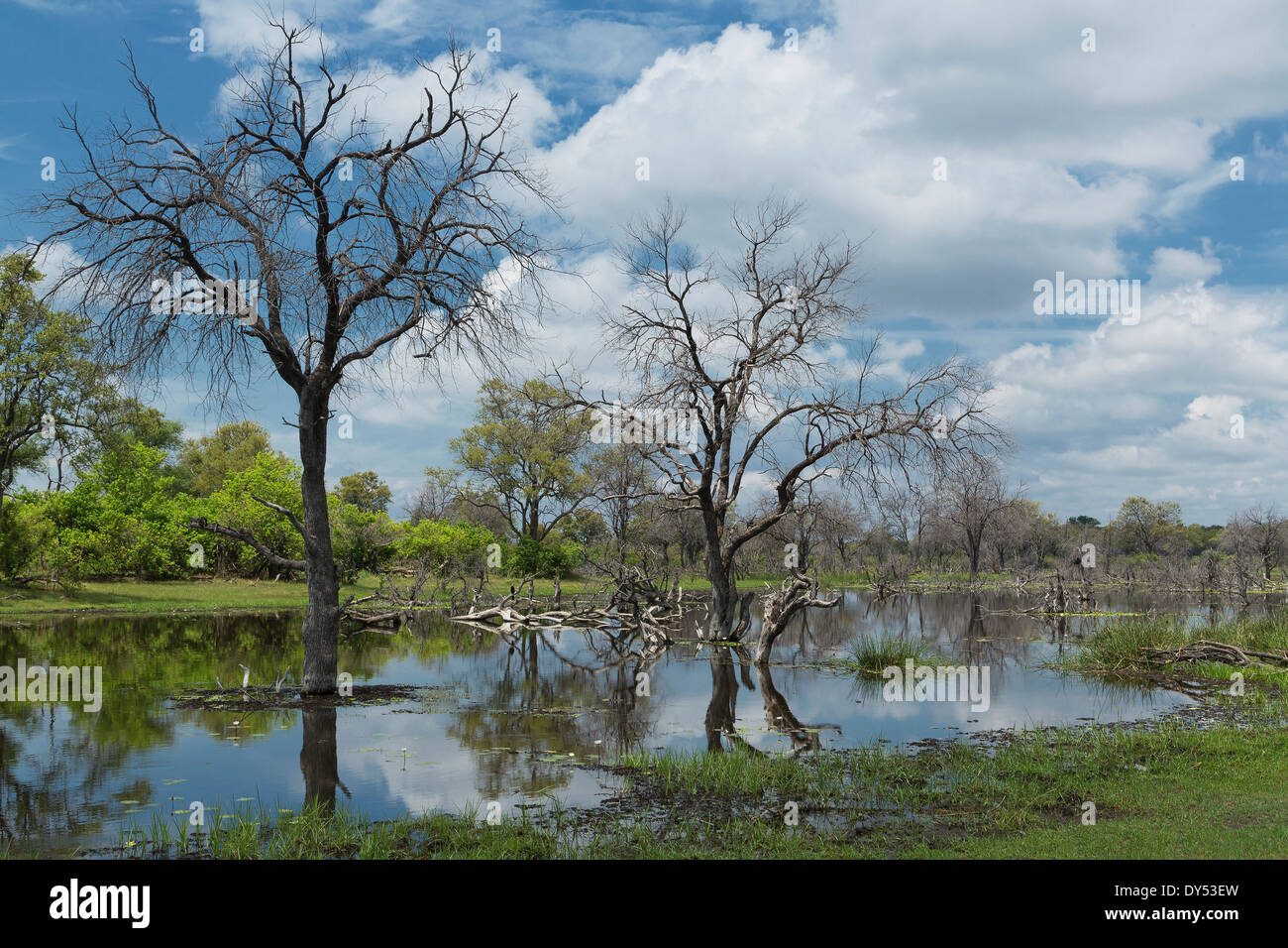 Swamp, Okavango Delta, Chobe National Park, Botswana, Africa Stock ...