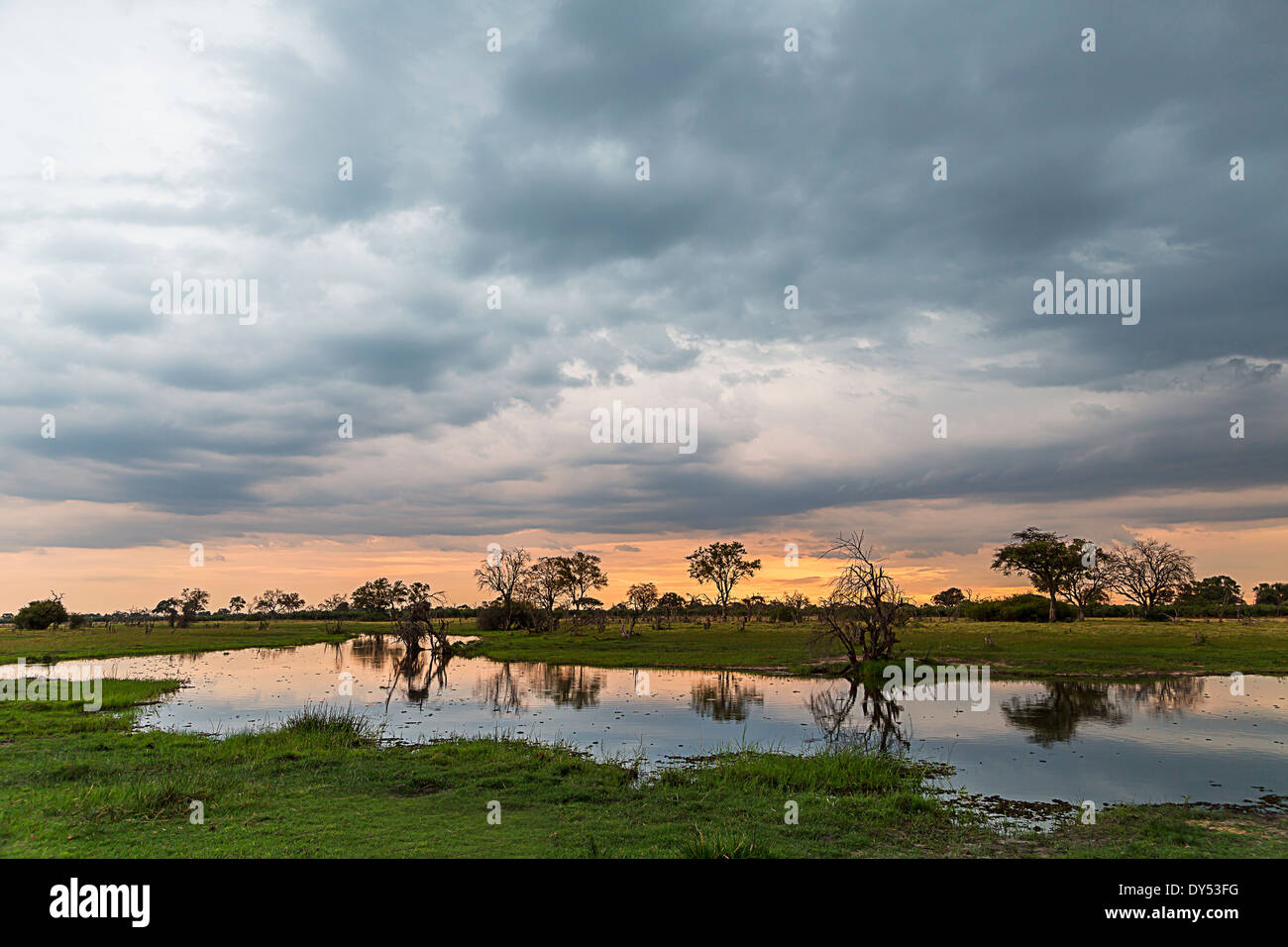 Silhouetted trees and swamp, Okavango Delta, Chobe National Park ...