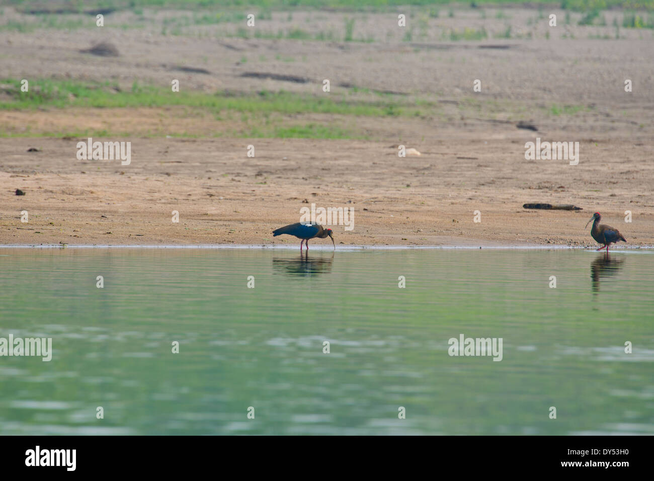 The Chambal River is a tributary to Yamuna River in Central India,forms ...