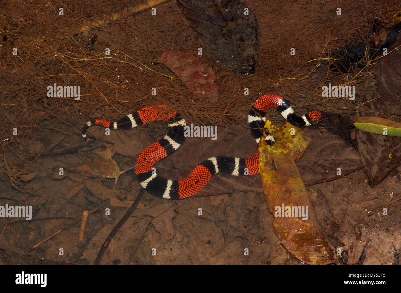 An Aquatic Coral Snake (Micrurus surinamensis) in a shallow creek in ...