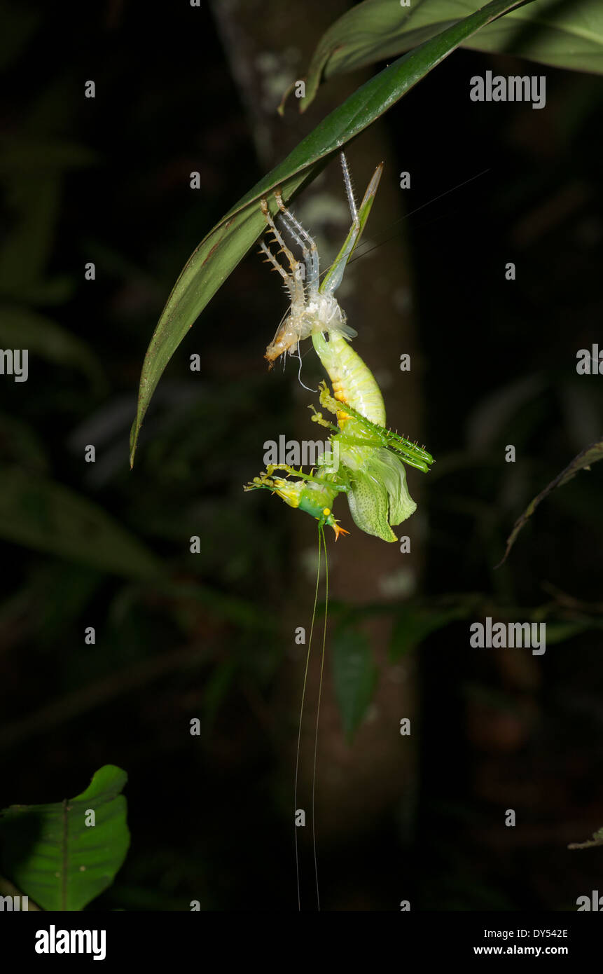 A Spiny Devil katydid (Panacanthus cuspidatus) transforming from nymph ...