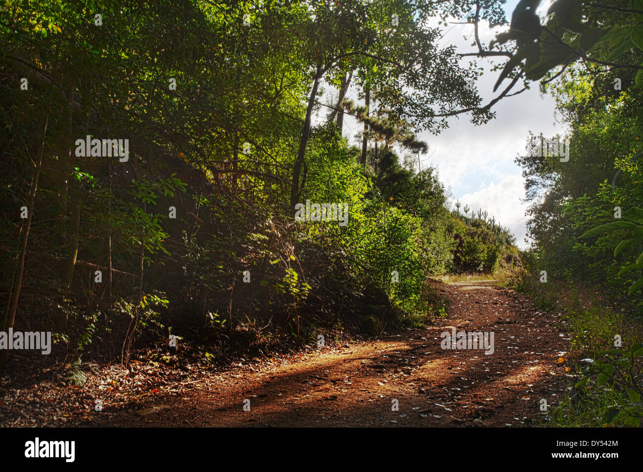 Dirt track and forest in sunlight Stock Photo - Alamy
