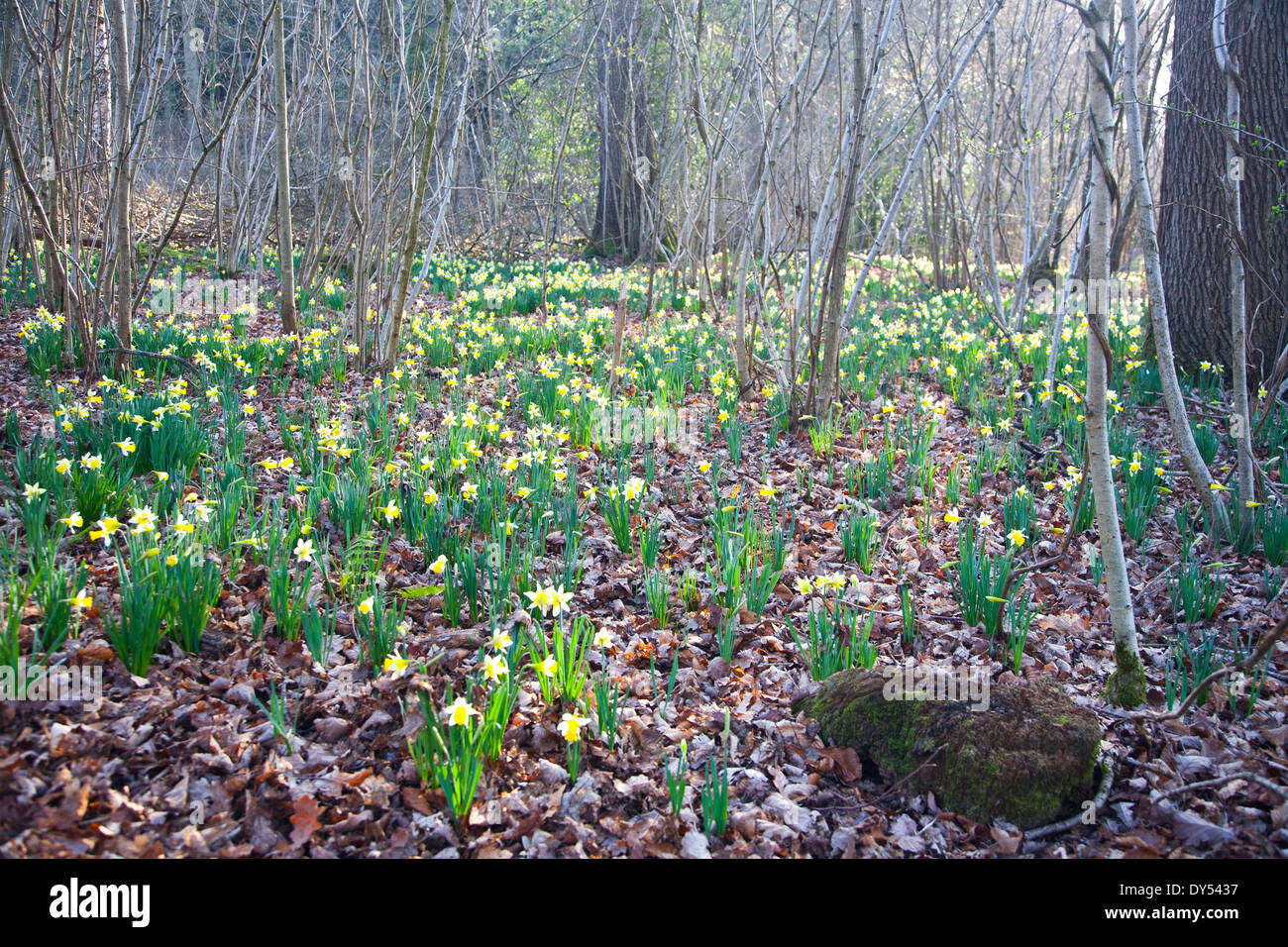 Wild daffodils in Dymock Wood, Gloucestershire Stock Photo - Alamy