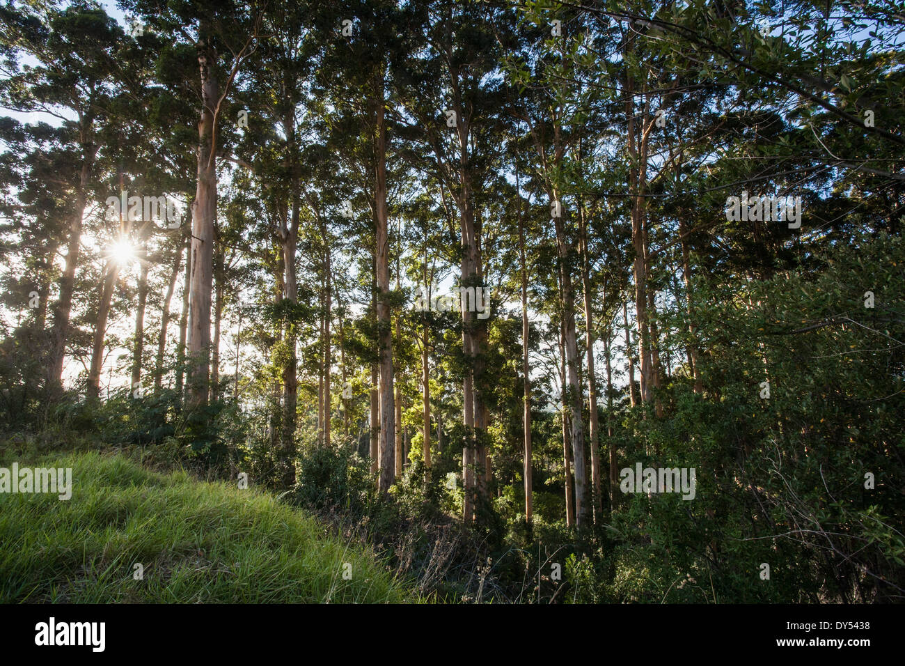 Trees in a grassy field hi-res stock photography and images - Alamy