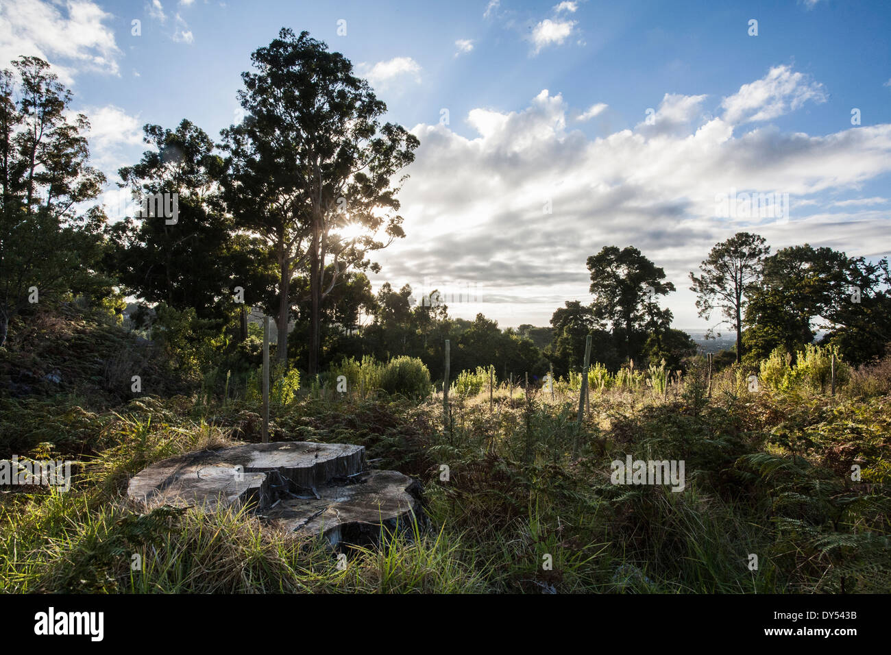 Tree stump in overgrown clearing of tree plantation Stock Photo - Alamy