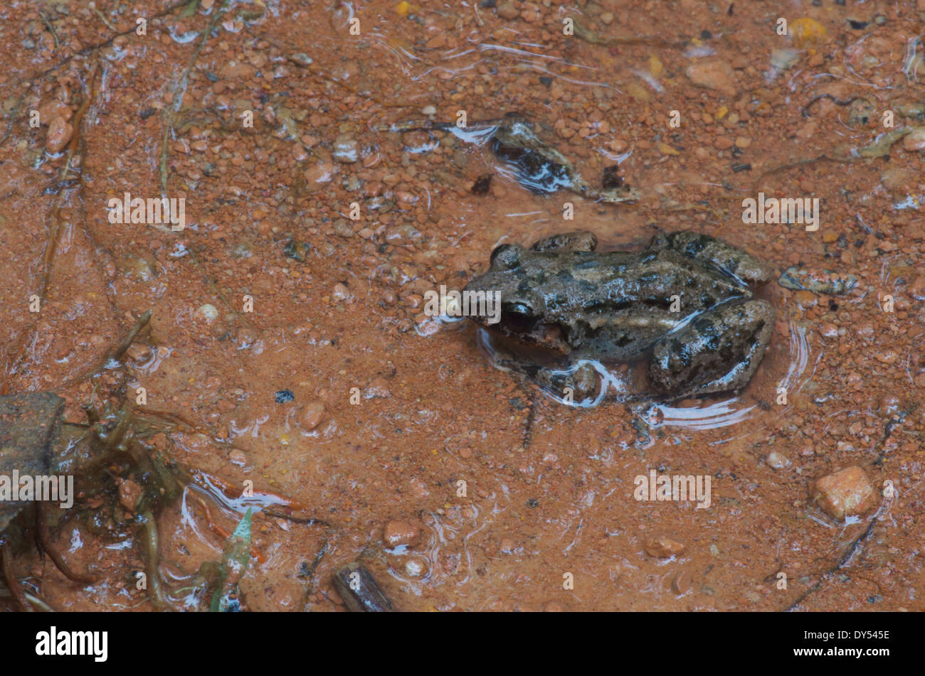 A Cocha Chirping Frog (Adenomera andreae) in a puddle on a dirt trail ...
