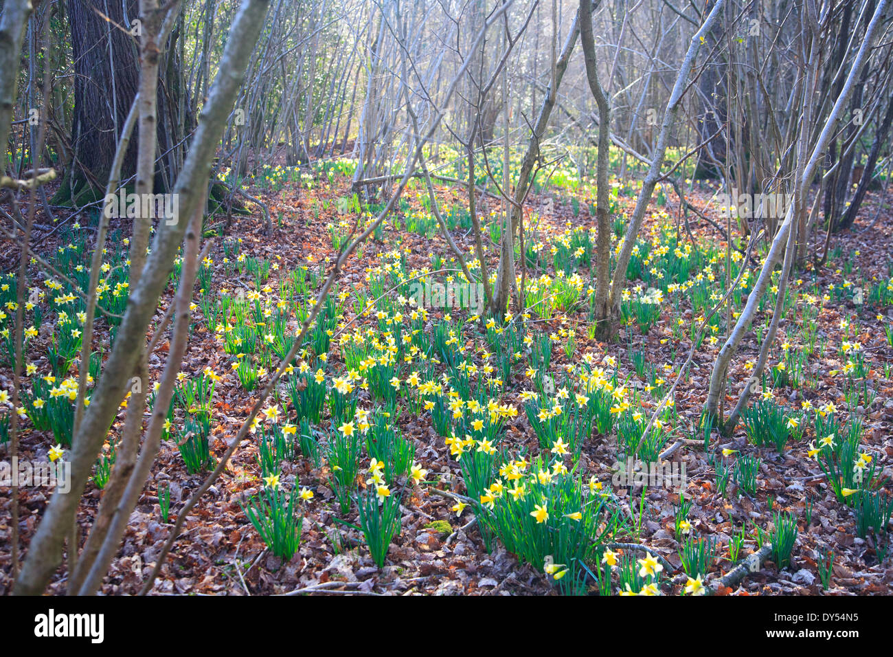 Wild daffodils in Dymock Wood, Gloucestershire Stock Photo - Alamy