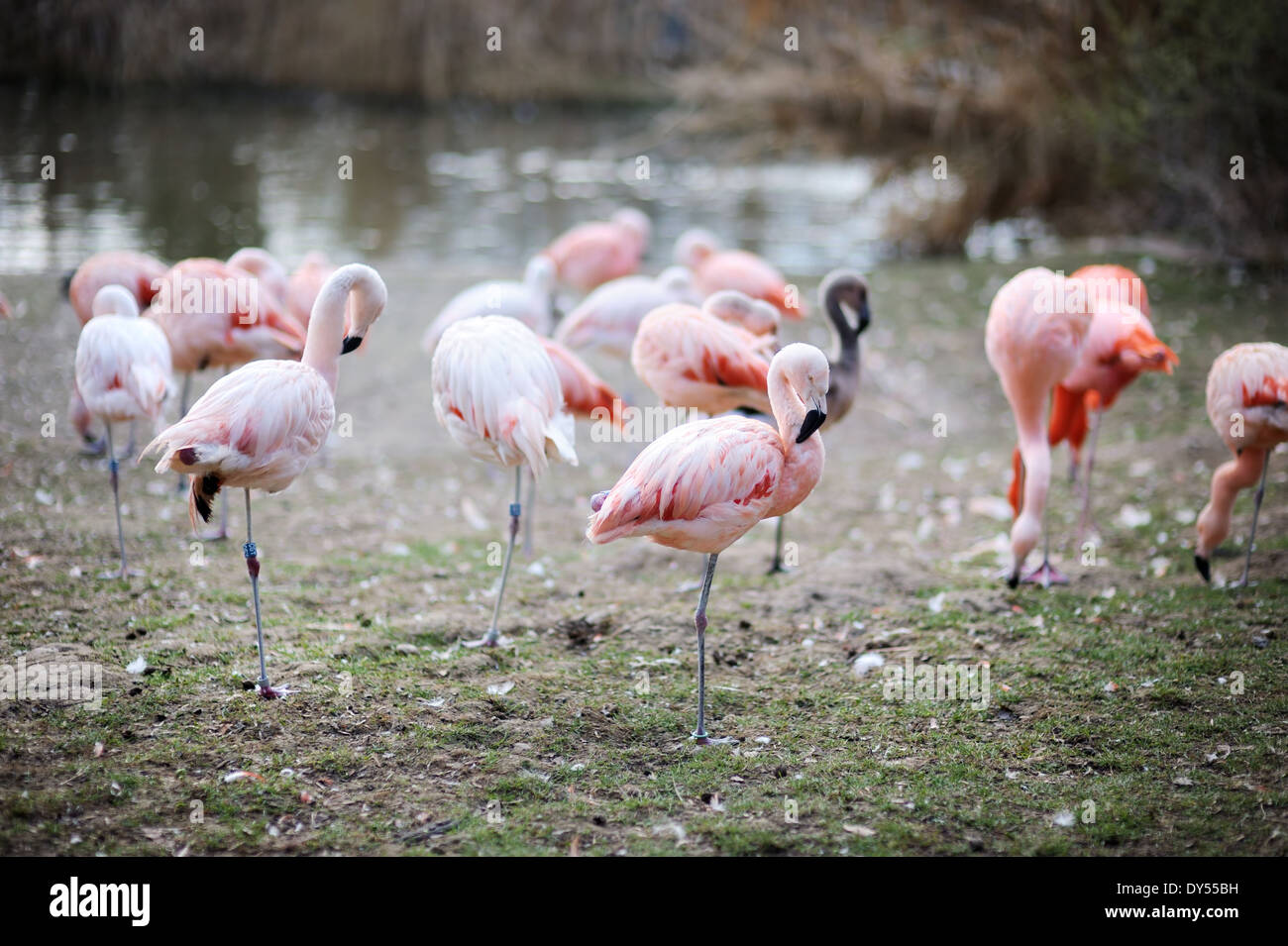 Pink flamingo birds in zoo Stock Photo - Alamy