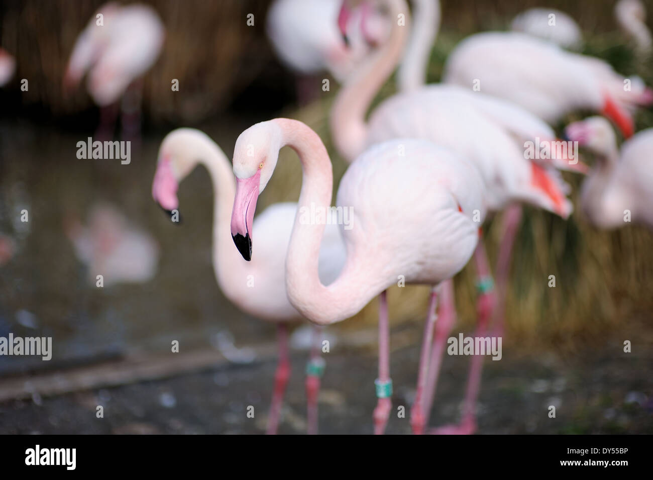 Pink flamingo birds in zoo Stock Photo - Alamy