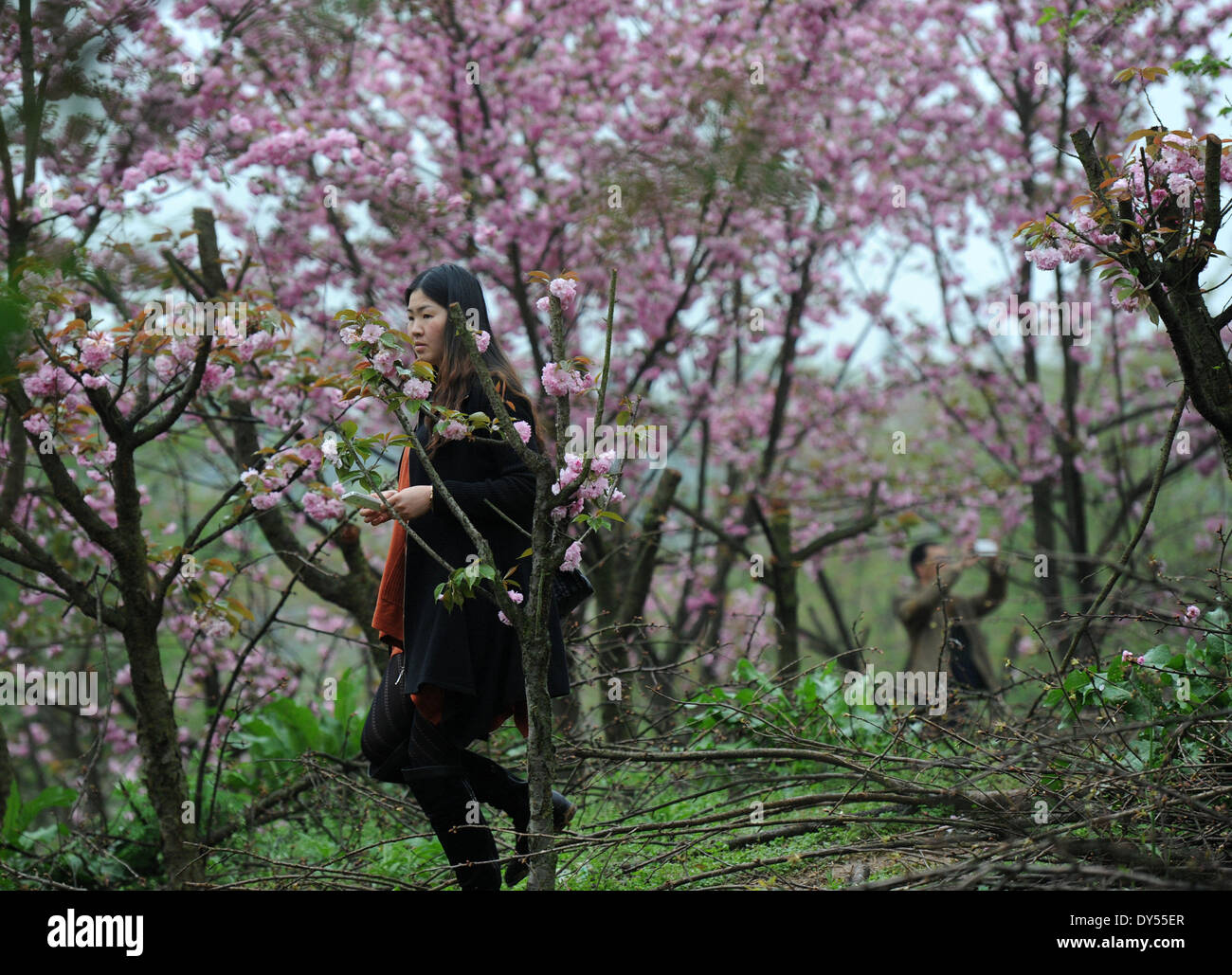 Pingba, China's Guizhou Province. 7th Apr, 2014. Tourists view cherry ...