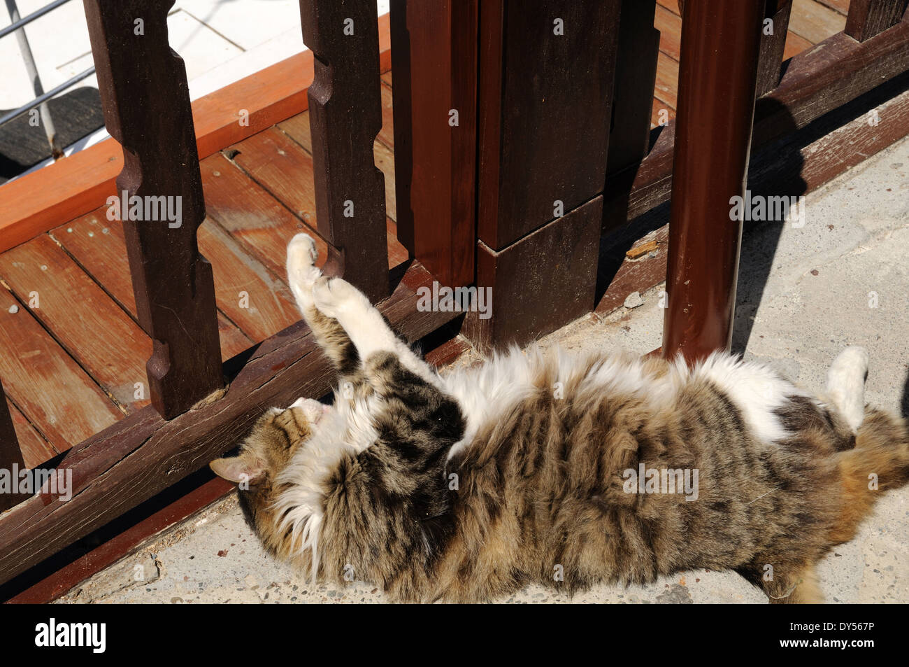Happy sleeping cat hi-res stock photography and images - Alamy