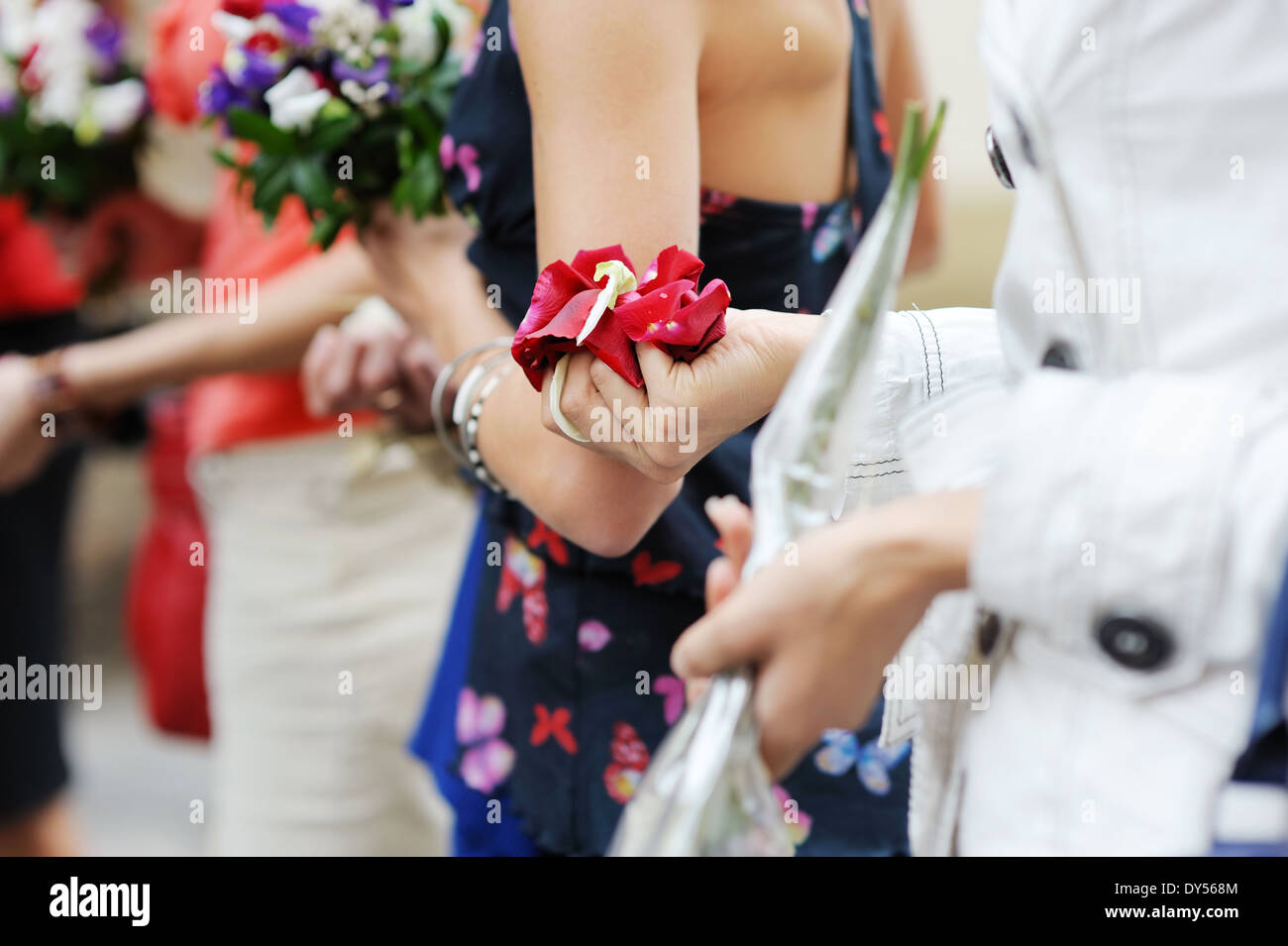 Hands of a woman full of rose petals ready to throw Stock Photo - Alamy
