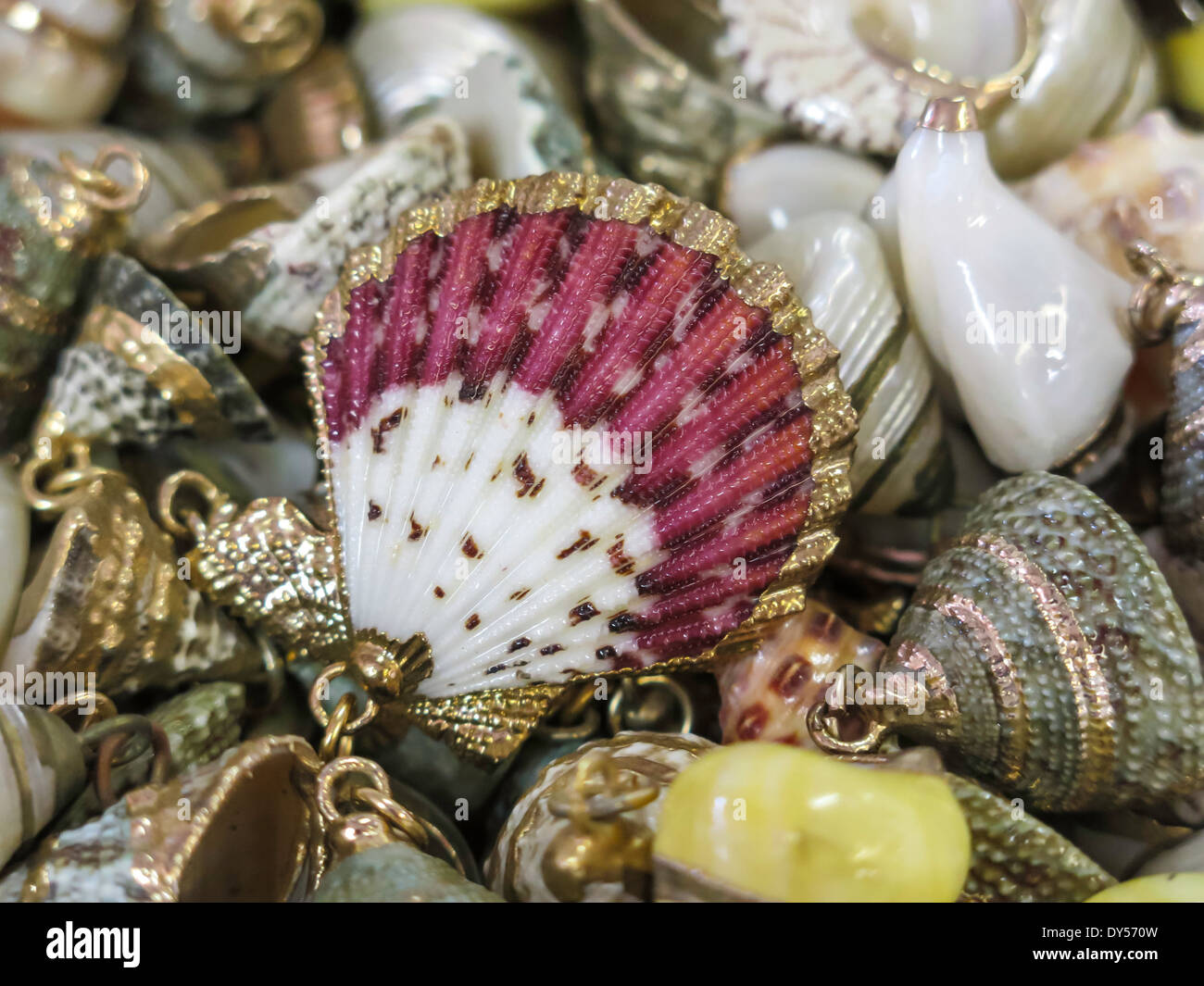 Still LIfe Sea Shells, Florida, USA Stock Photo - Alamy