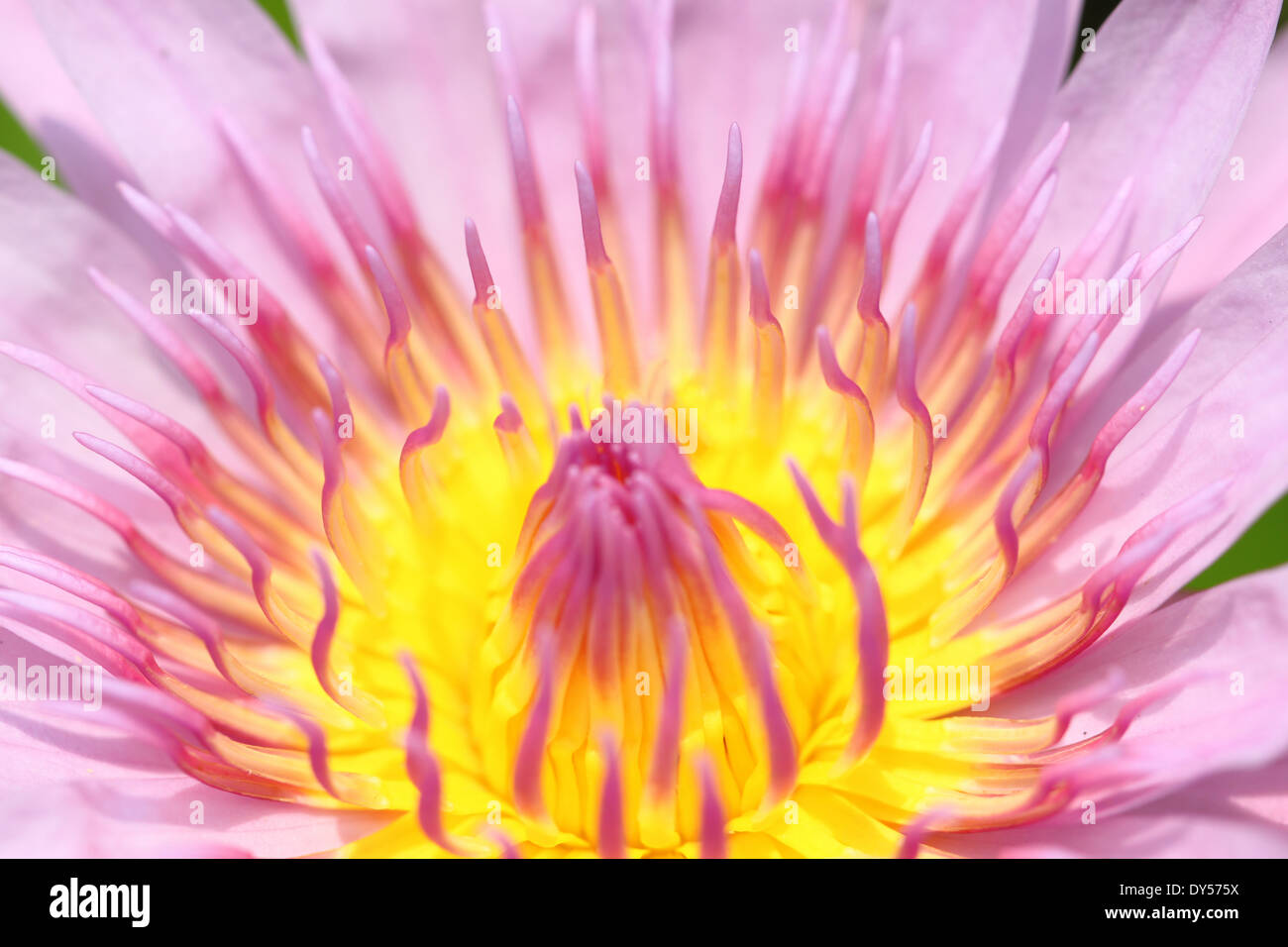 Pink Macro Petals of lotus in the garden Stock Photo - Alamy