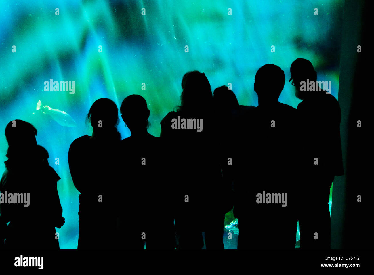 People watching aquarium hi-res stock photography and images - Alamy