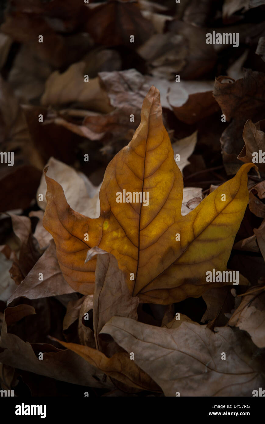 Autumn Elm tree leaves Stock Photo - Alamy