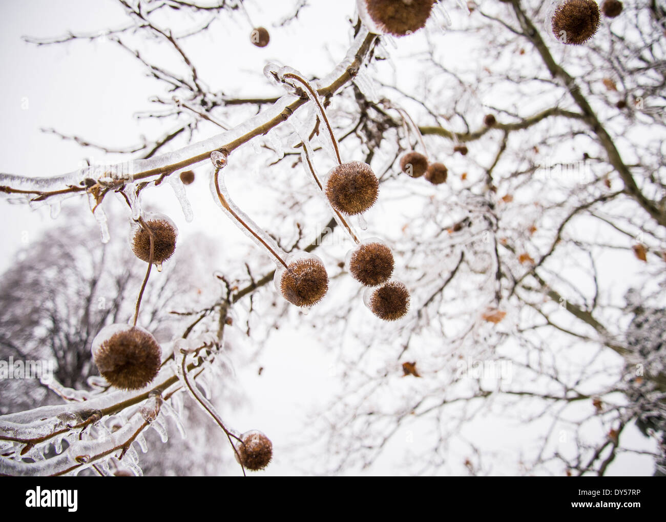 Ice frozen tree hi-res stock photography and images - Alamy