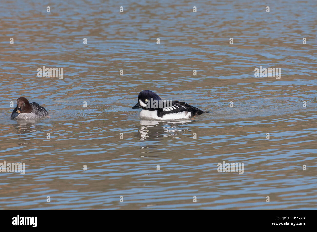 Barrow goldeneye hi-res stock photography and images - Alamy