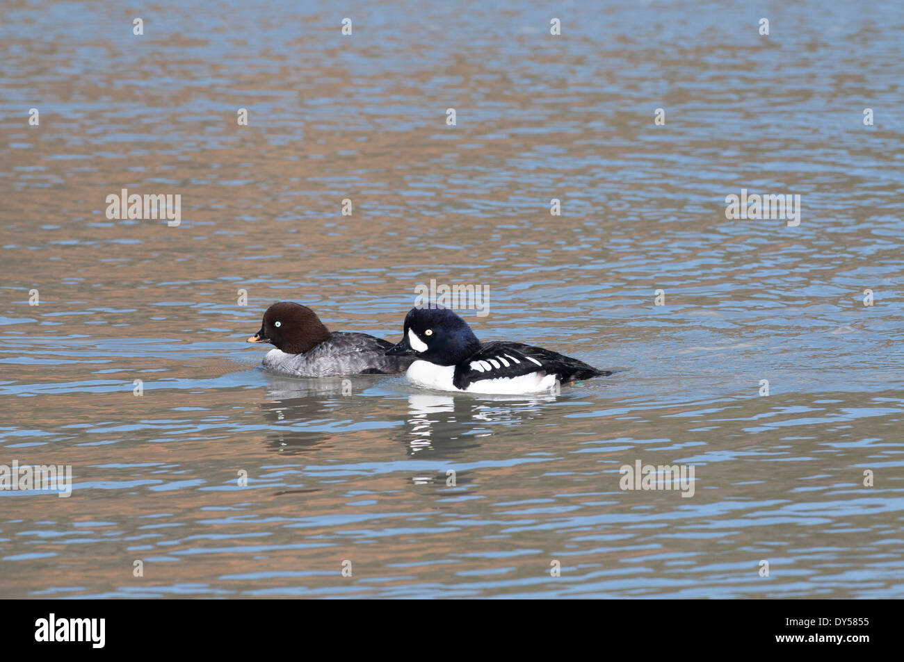 Barrow goldeneye hi-res stock photography and images - Alamy