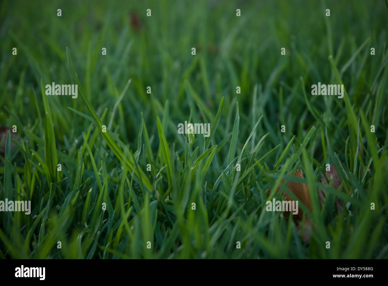 Dewy grass hi-res stock photography and images - Alamy