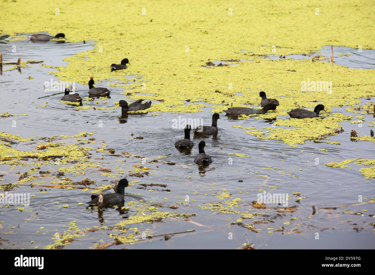A flock of Red Fronted Coot, Fulica rufifrons in the Costanera Sur ...