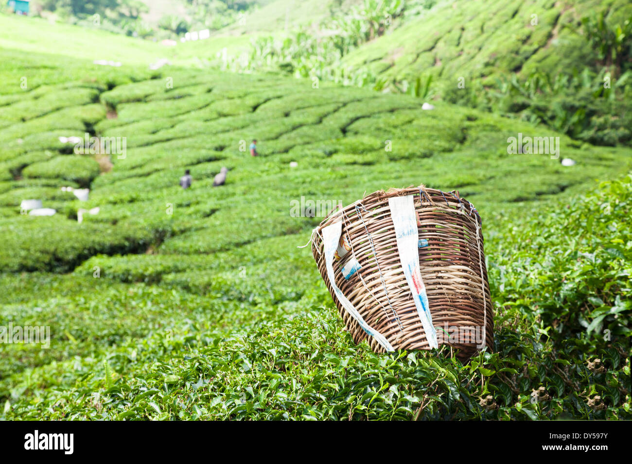 cameron highlands tea plantation Stock Photo - Alamy