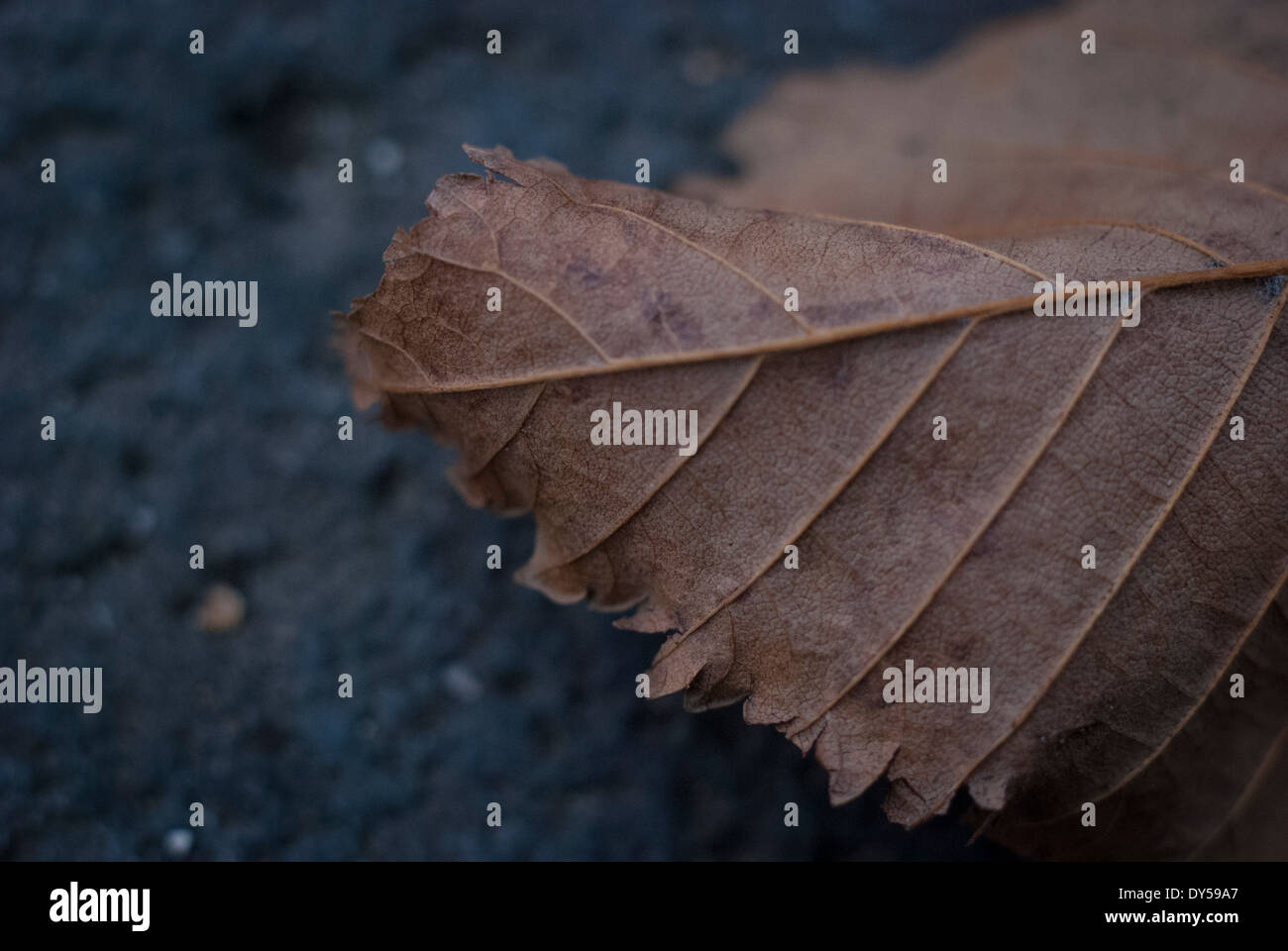 Beautiful macro autumn leaf hi-res stock photography and images - Alamy