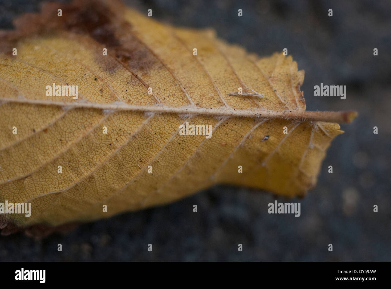 Beautiful macro autumn leaf hi-res stock photography and images - Alamy