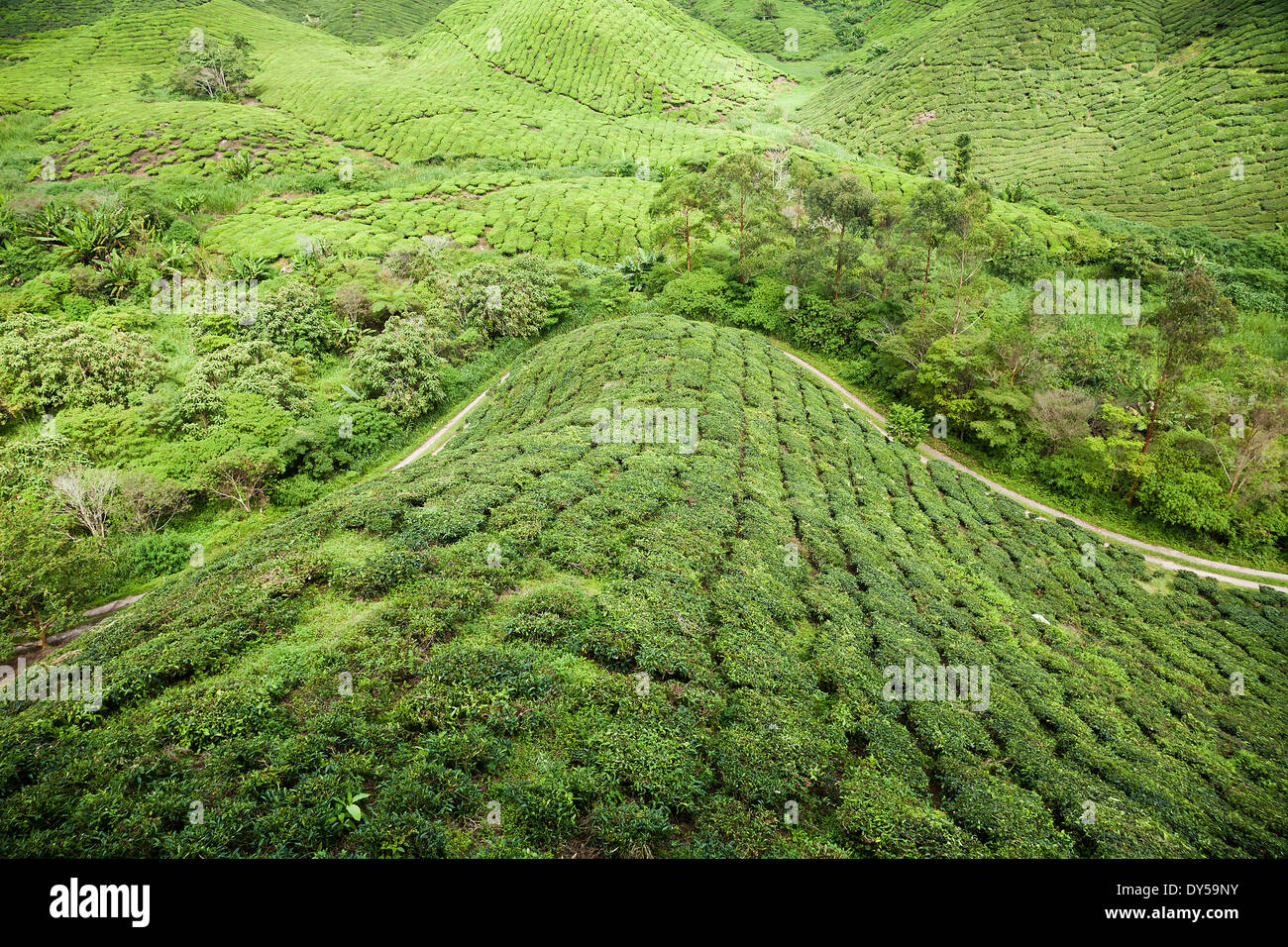 cameron highlands tea plantation Stock Photo - Alamy