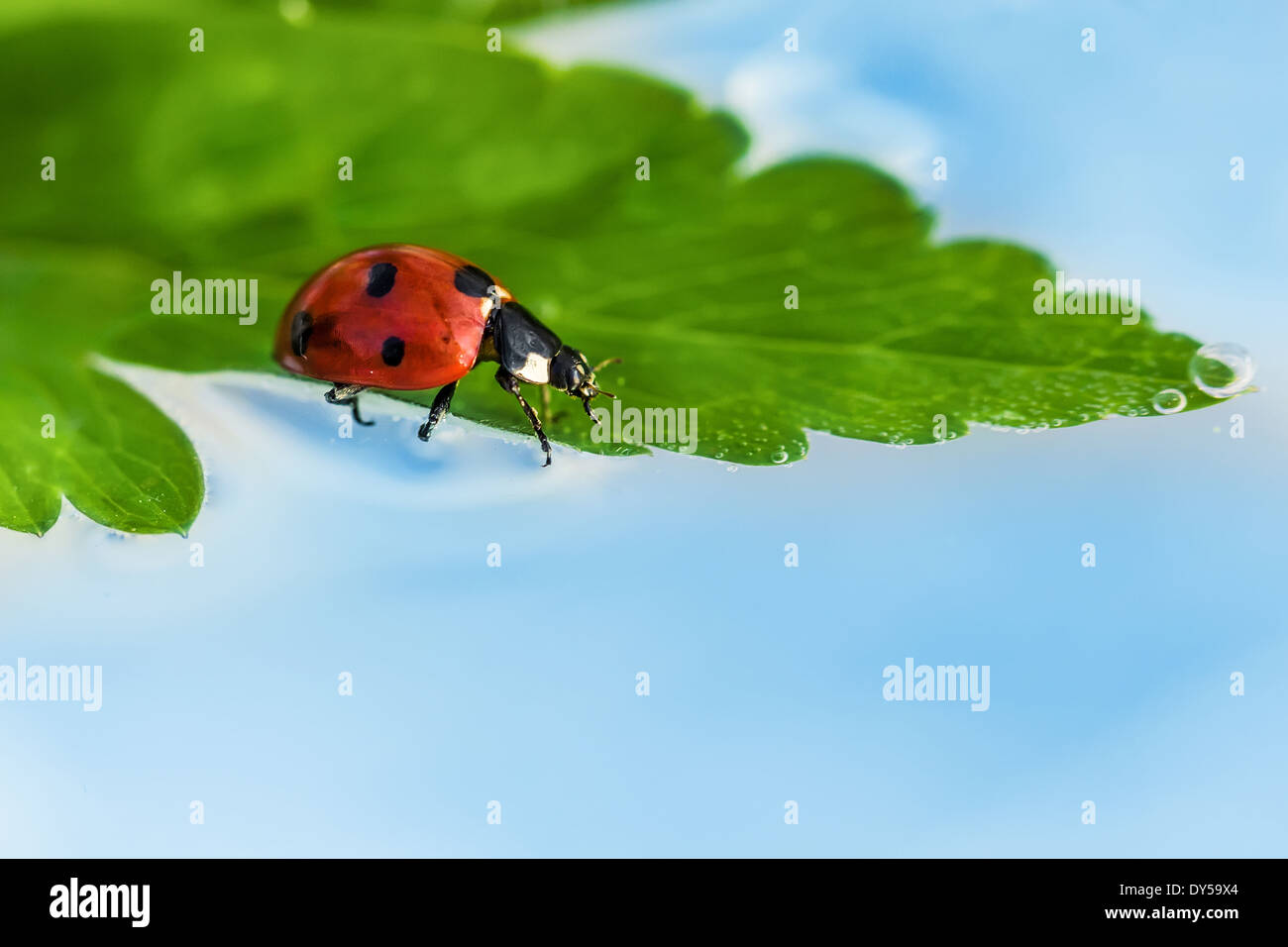 Macro portrait of ladybird or ladybug Stock Photo - Alamy