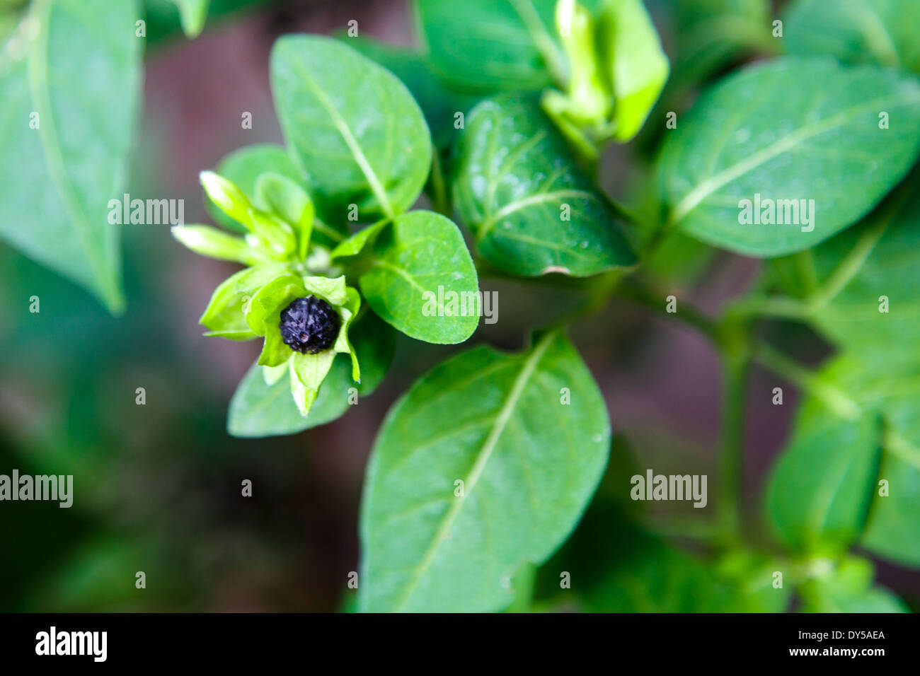 black seed in plant Stock Photo - Alamy