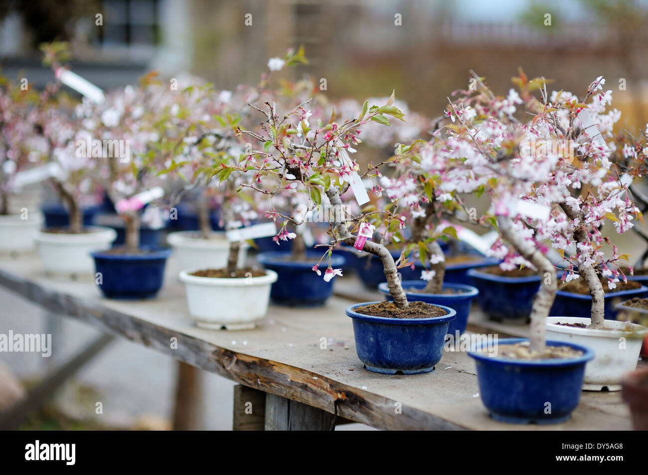 Bonsai cherry blossom trees hi-res stock photography and images - Alamy