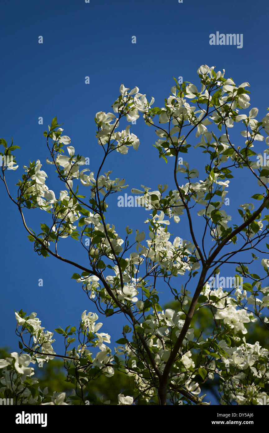 Cornus Florida Spring Song with white bracts in Spring UK Stock Photo ...