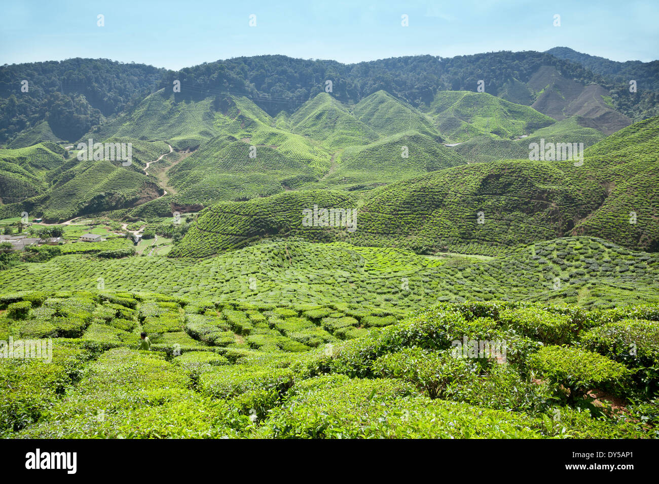 cameron highlands tea plantation Stock Photo - Alamy