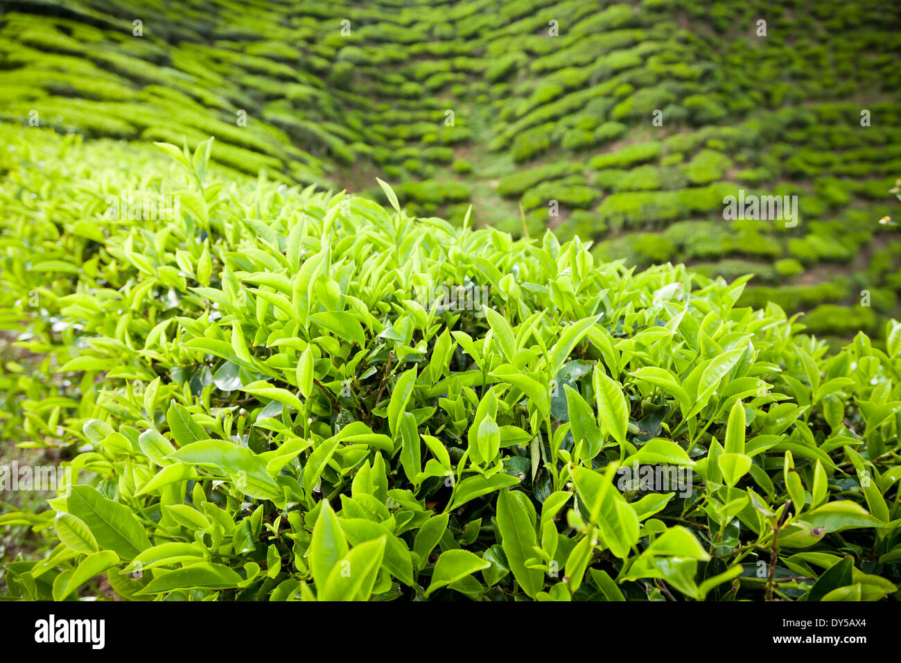 cameron highlands tea plantation Stock Photo - Alamy