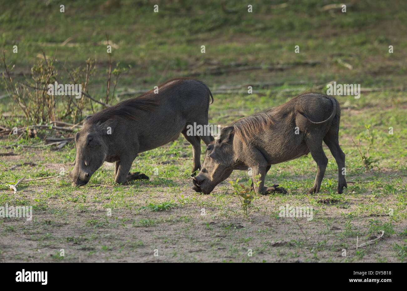 Pig eating grass hi-res stock photography and images - Alamy