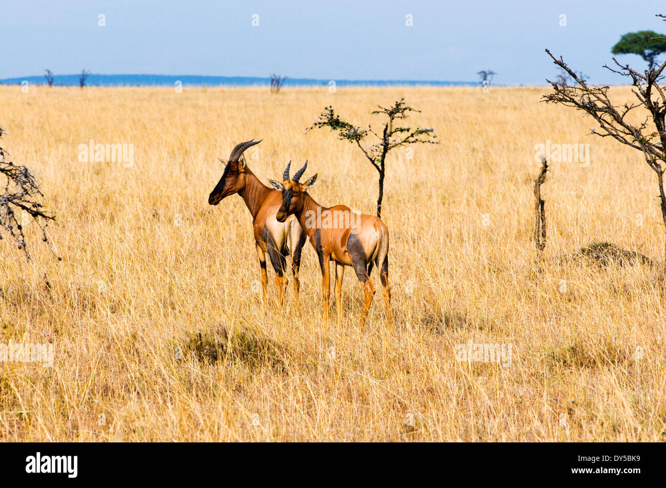 Tpoi hi-res stock photography and images - Alamy
