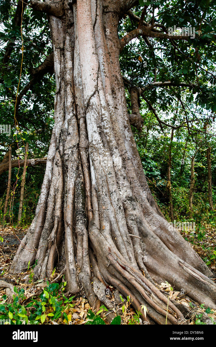photography of an old tree in the jungle Stock Photo - Alamy