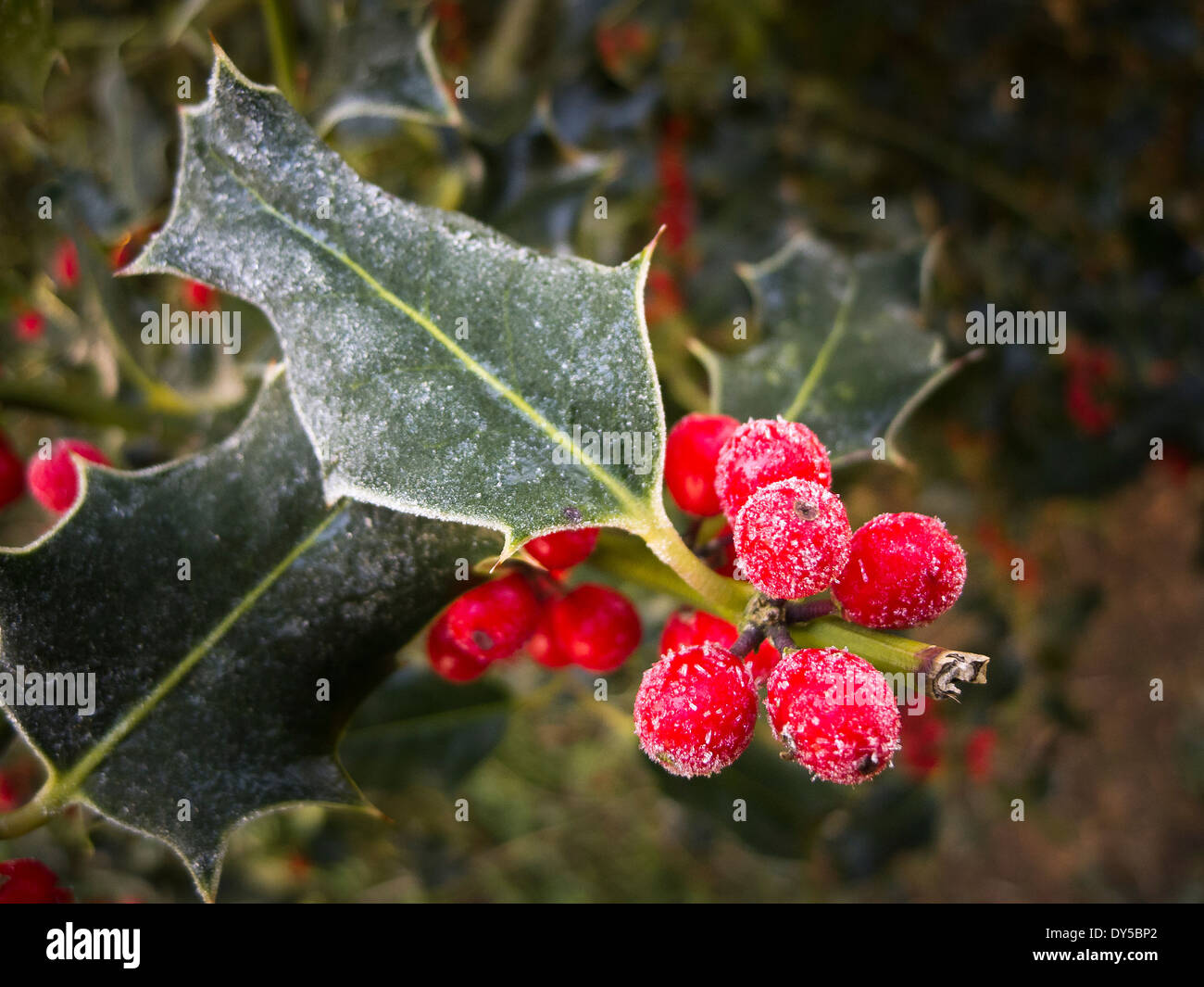 Cluster Of Holly Berries High Resolution Stock Photography and Images ...