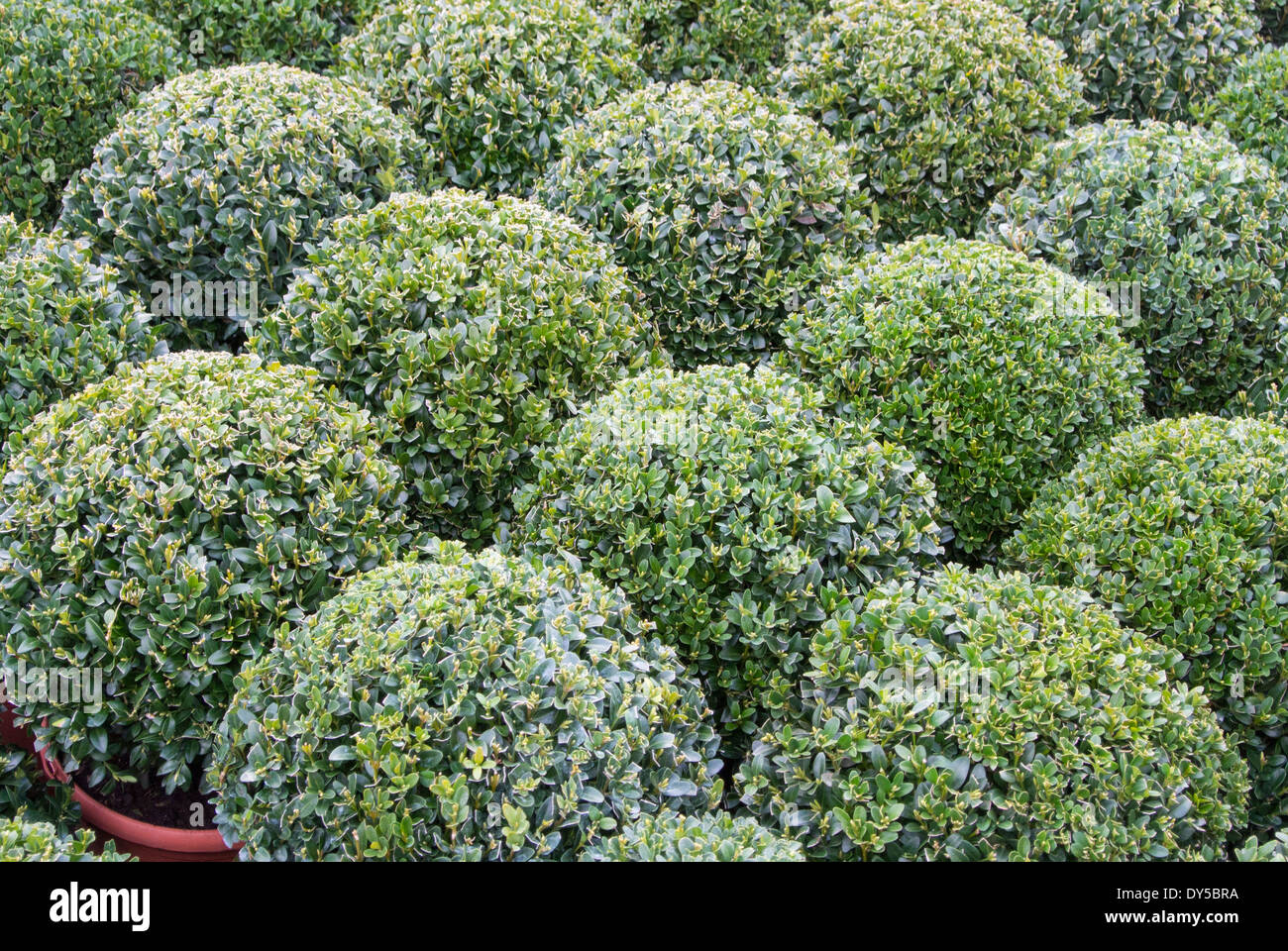 Topiary Box High Resolution Stock Photography and Images - Alamy