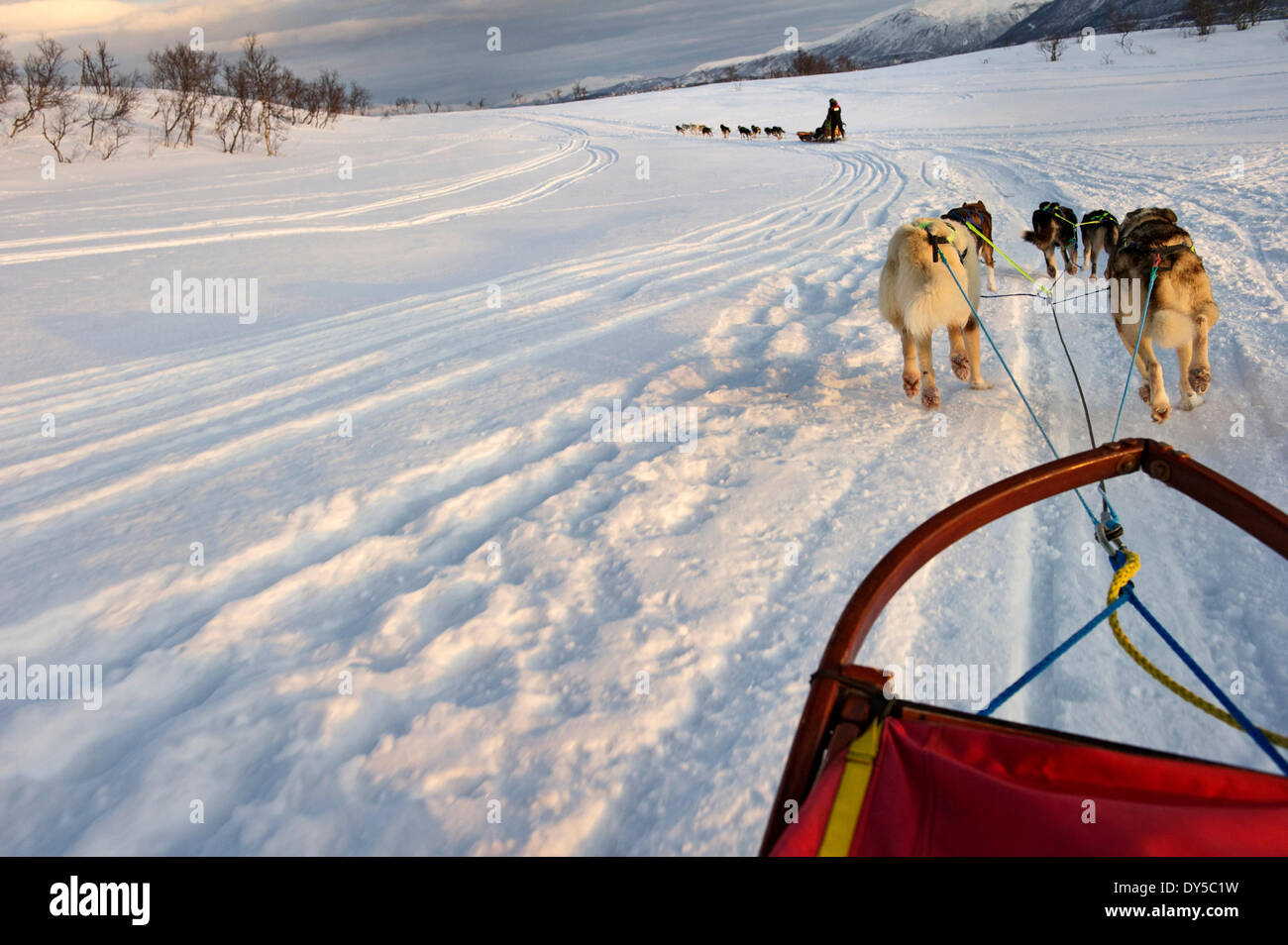 Tromso, Norway. 29th Jan, 2014. Teams of mushers lead sleds pulled by ...