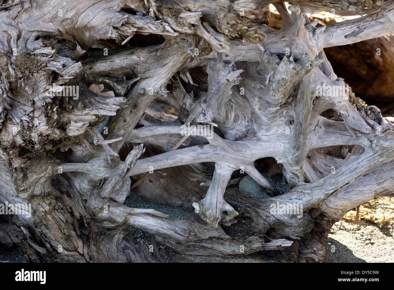 Grayed tree roots hi-res stock photography and images - Alamy