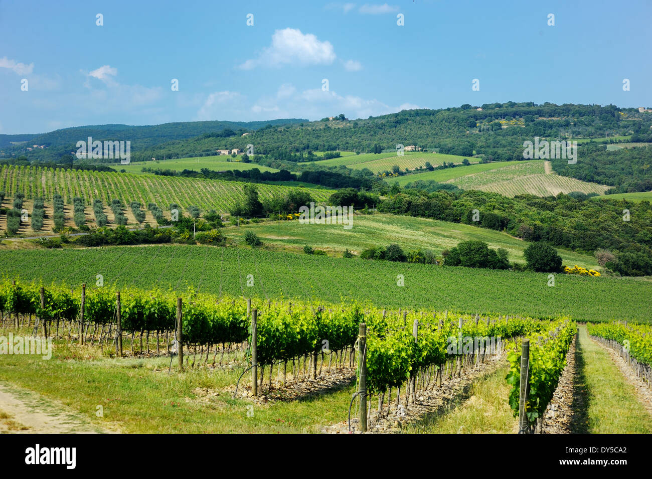 Beautiful wine fields in Italy Stock Photo - Alamy