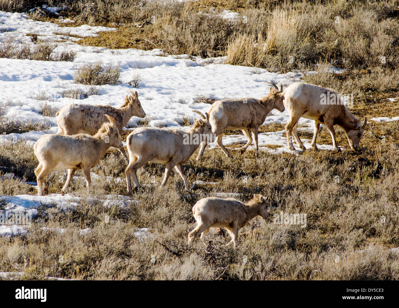 Bighorn Sheep, ewes and lambs, Ovis Canadensis, near Jackson Hole ...