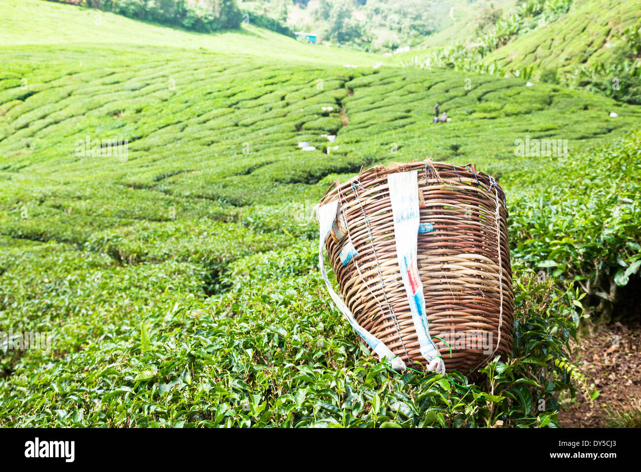 cameron highlands tea plantation Stock Photo - Alamy