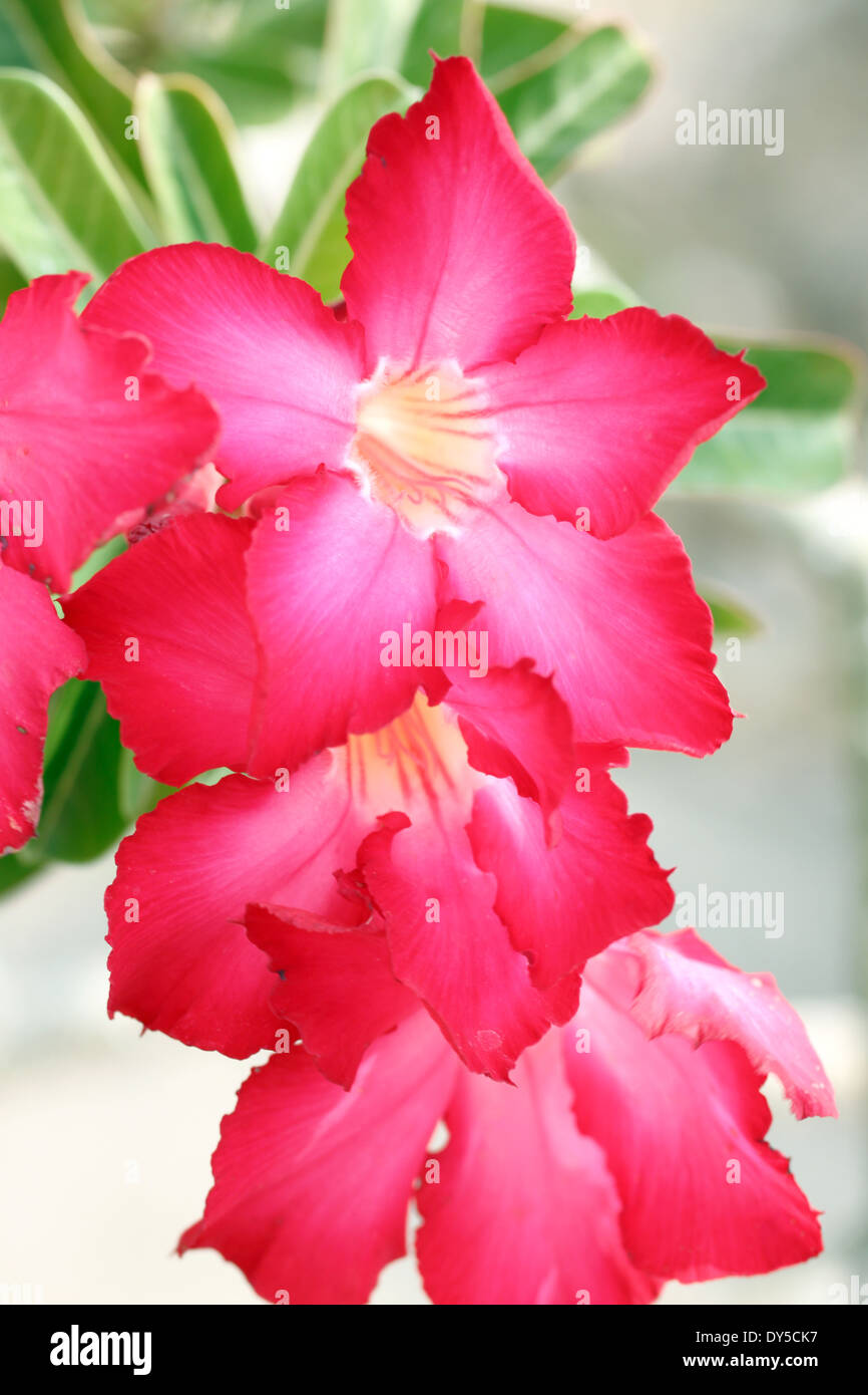 Adenium hi-res stock photography and images - Alamy